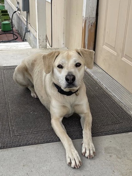 Dog for Adoption - Casey, a Yellow Labrador Retriever in Del Mar, CA ...