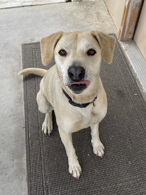 Dog for Adoption - Casey, a Yellow Labrador Retriever in Del Mar, CA ...