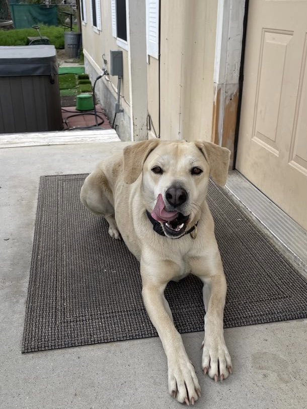 Dog for Adoption - Casey, a Yellow Labrador Retriever in Del Mar, CA ...