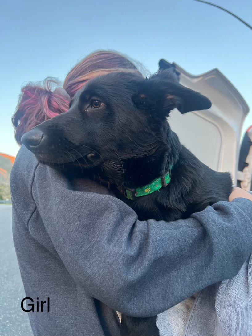 Dog for Adoption - Helga, a German Shepherd Dog in Rossmoor, CA | Alpha Paw