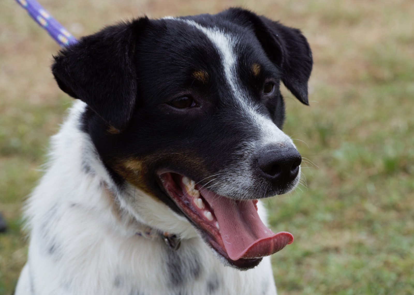 Dog for Adoption - Chipper, a Border Collie in Lake Charles, LA | Alpha Paw