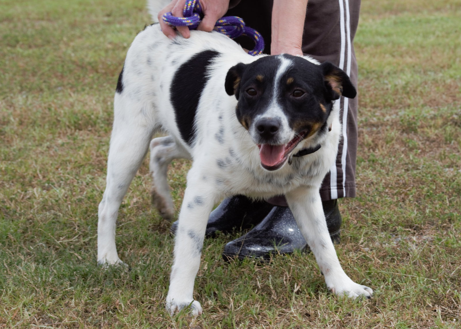 Dog for Adoption - Chipper, a Border Collie in Lake Charles, LA | Alpha Paw