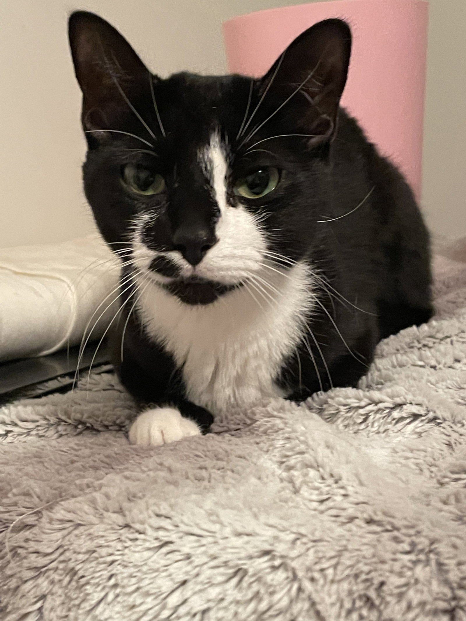 Cleo's Web Page