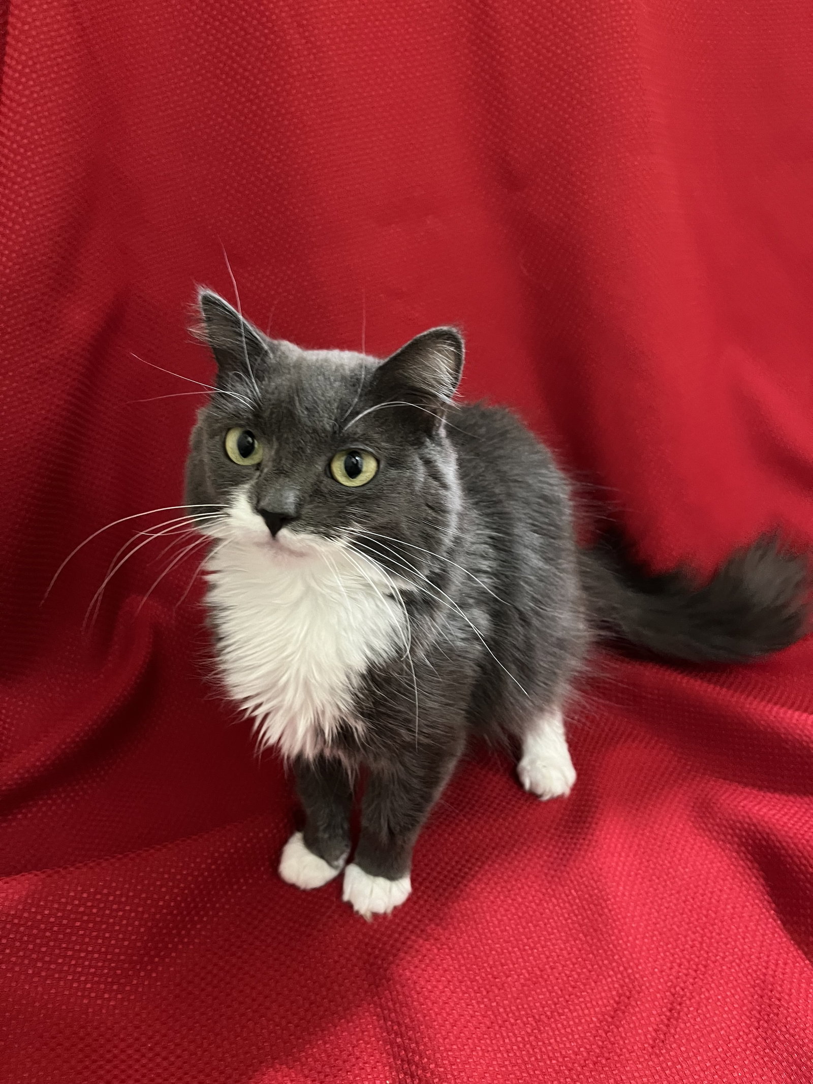 Mrs. Claws' Web Page