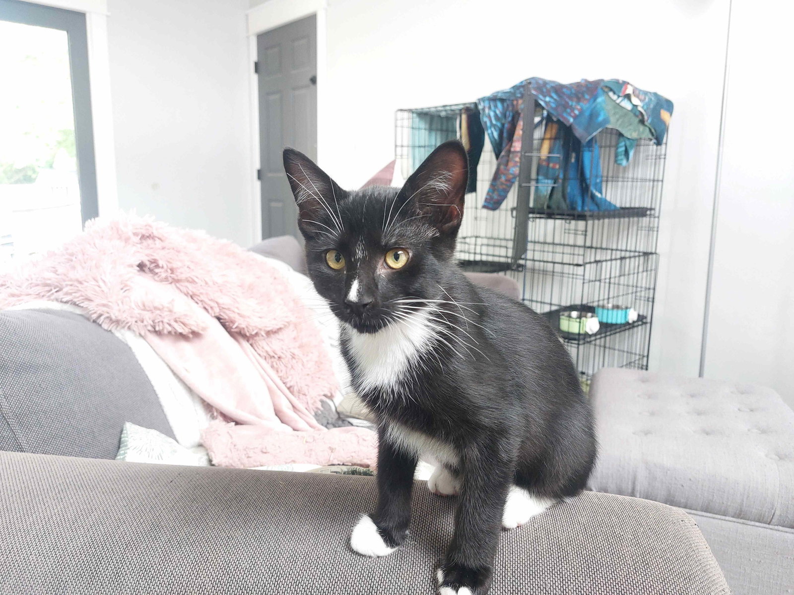 Shortbread's Web Page