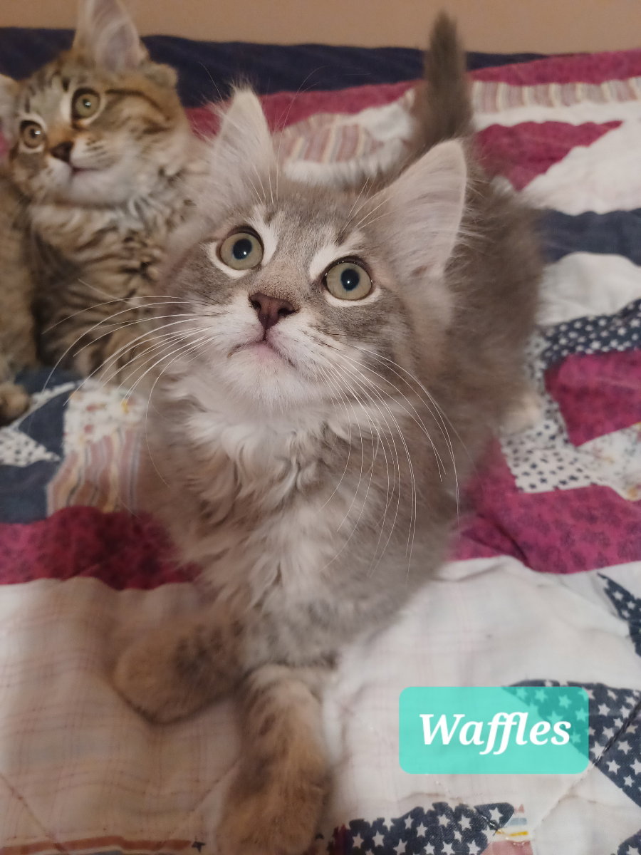 Waffles' Web Page