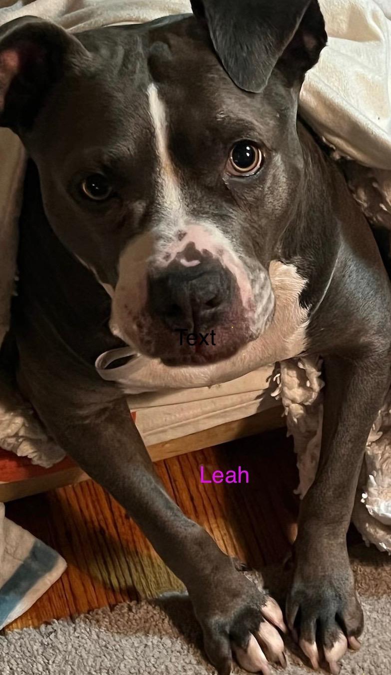 Leah's Web Page