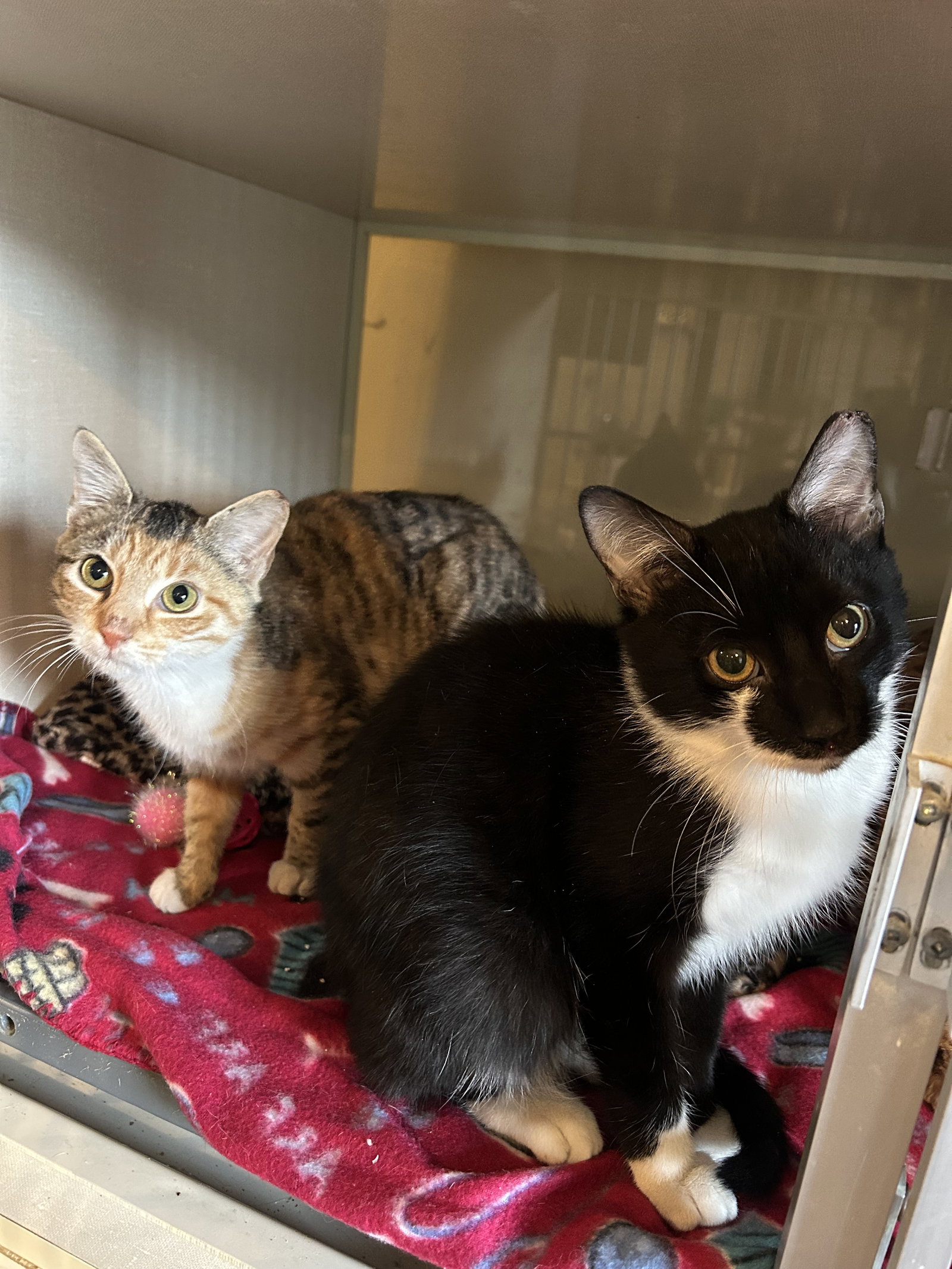 Cats for Adoption in Cherry Hill, New Jersey | Alpha Paw