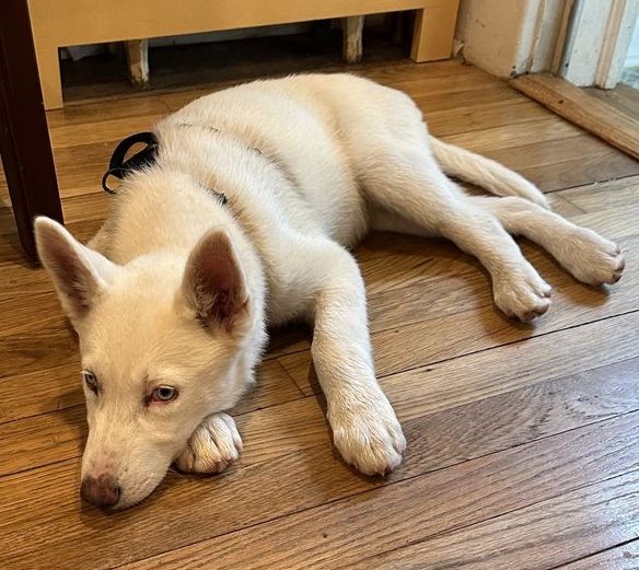 Dog for Adoption - Alaska, a Husky in Bladensburg, MD | Alpha Paw