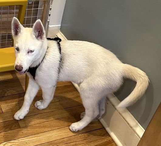 Dog for Adoption - Alaska, a Husky in Bladensburg, MD | Alpha Paw