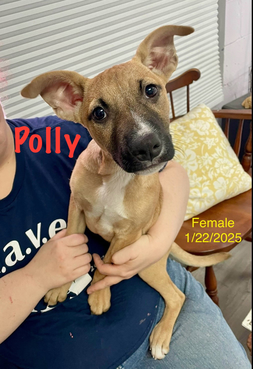 Polly's Web Page