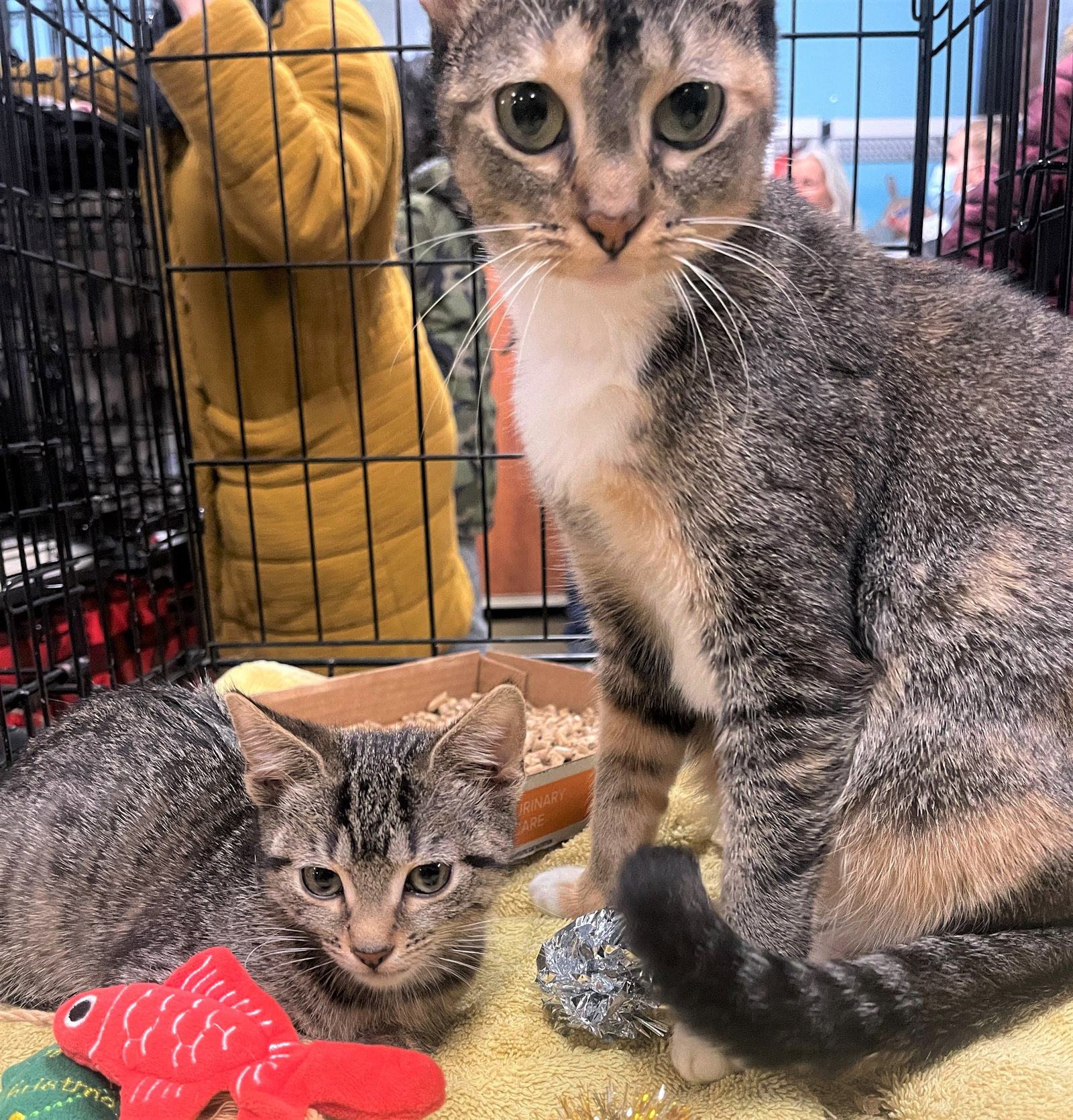 Cats for Adoption in Westchester County, New York | Alpha Paw