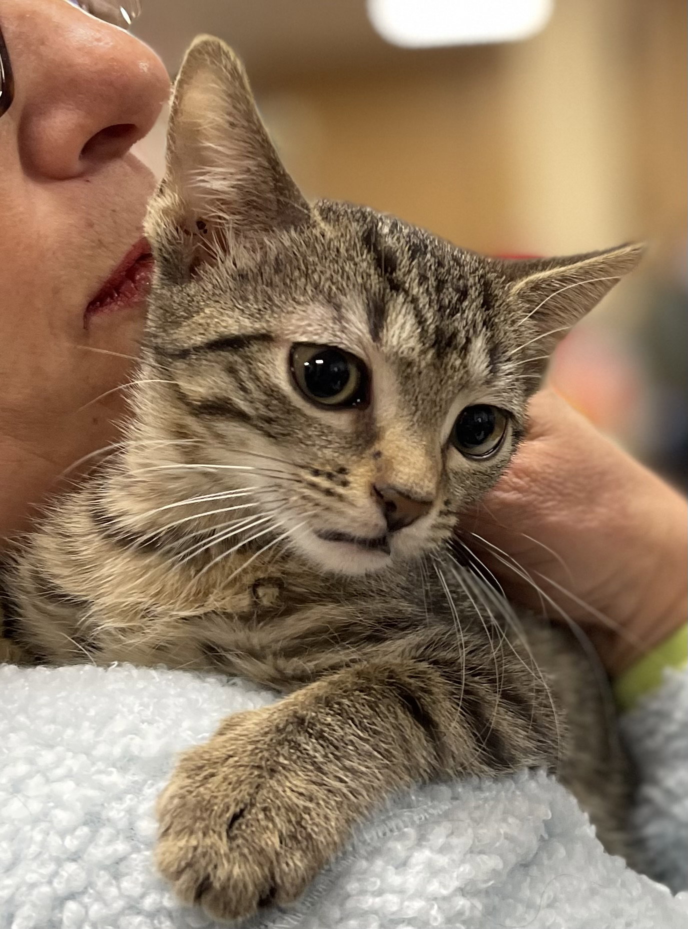 Cats for Adoption in Westchester County, New York | Alpha Paw