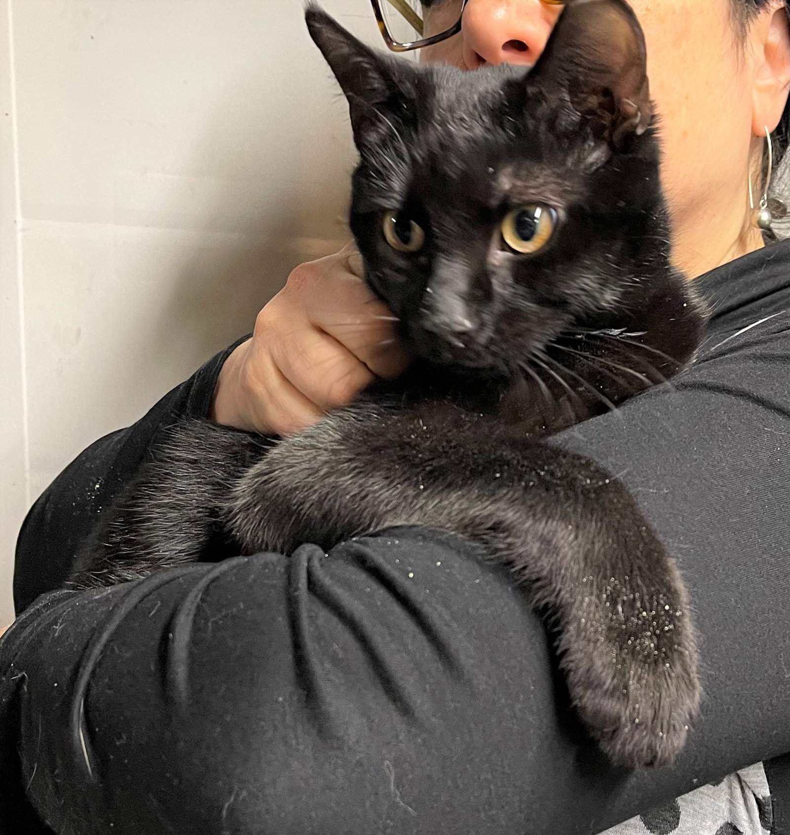 Cats for Adoption in South Farmingdale, New York | Alpha Paw