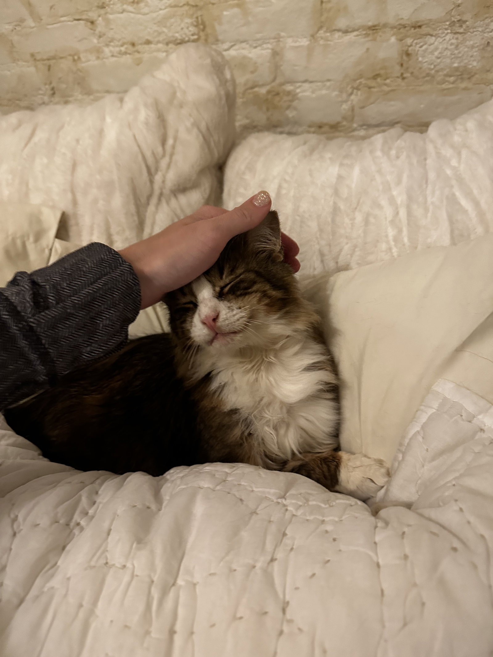 Cat adoption in Brooklyn, NY 11229: Domestic Short Hair (long coat) Cat ...
