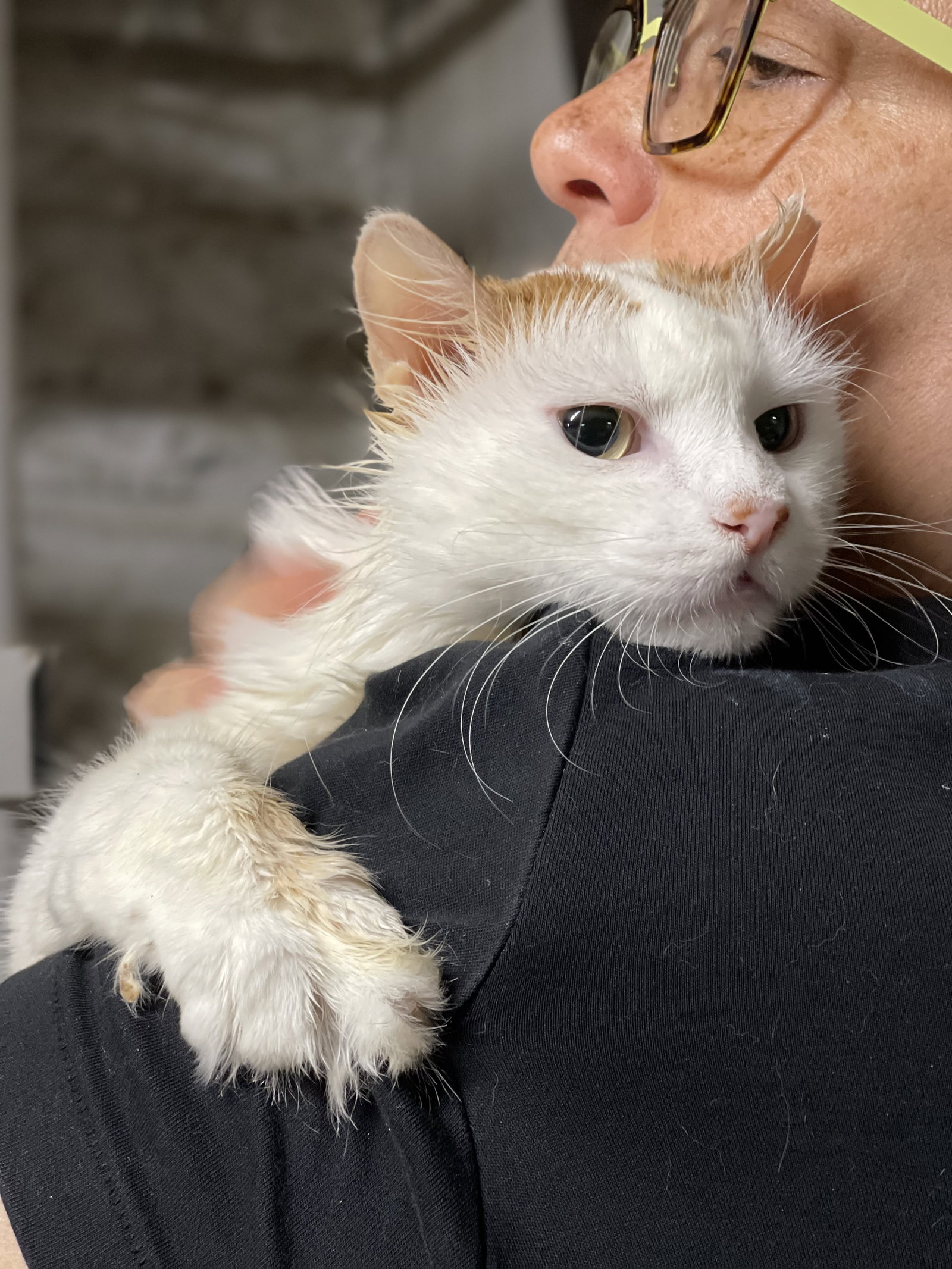 Cats for Adoption in North Stamford, Connecticut | Alpha Paw
