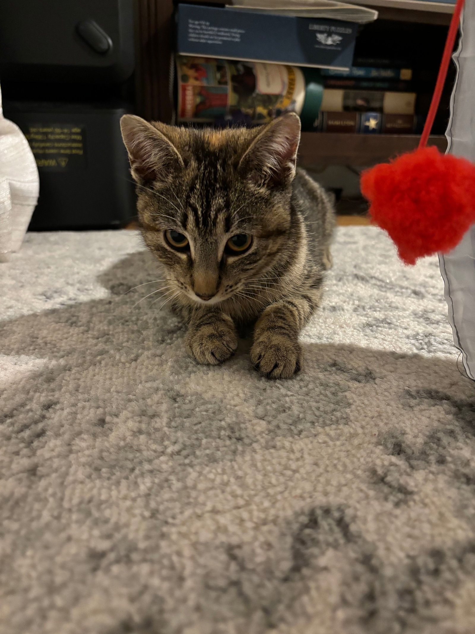 Cats for Adoption in Nyack, New York | Alpha Paw