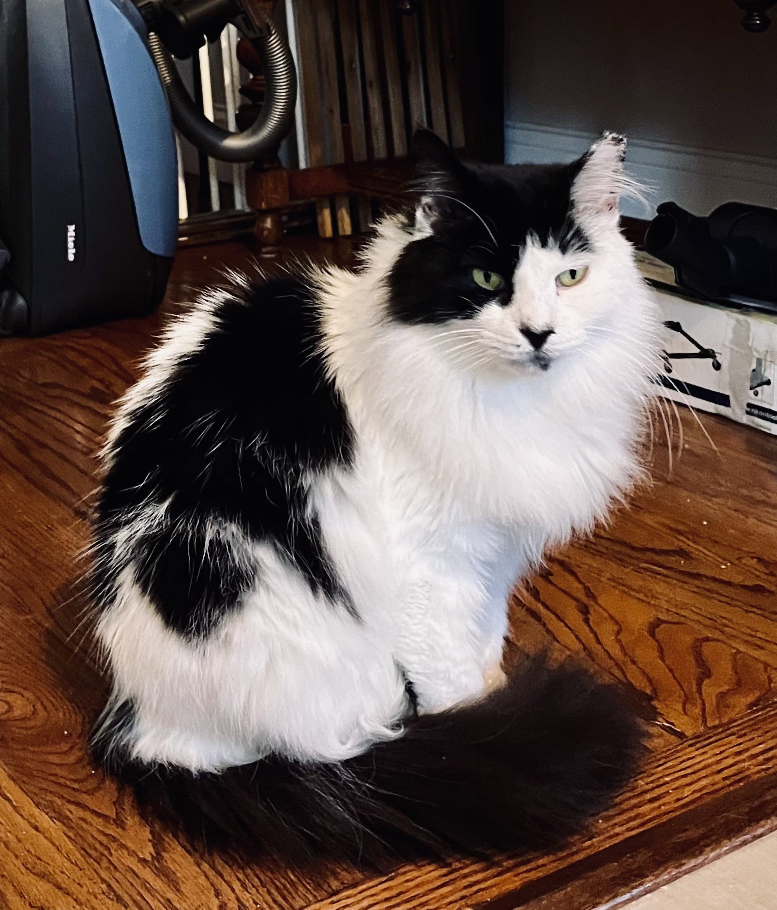 Cat adoption in Brooklyn, NY 11229: Domestic Long Hair (long coat) Cat ...