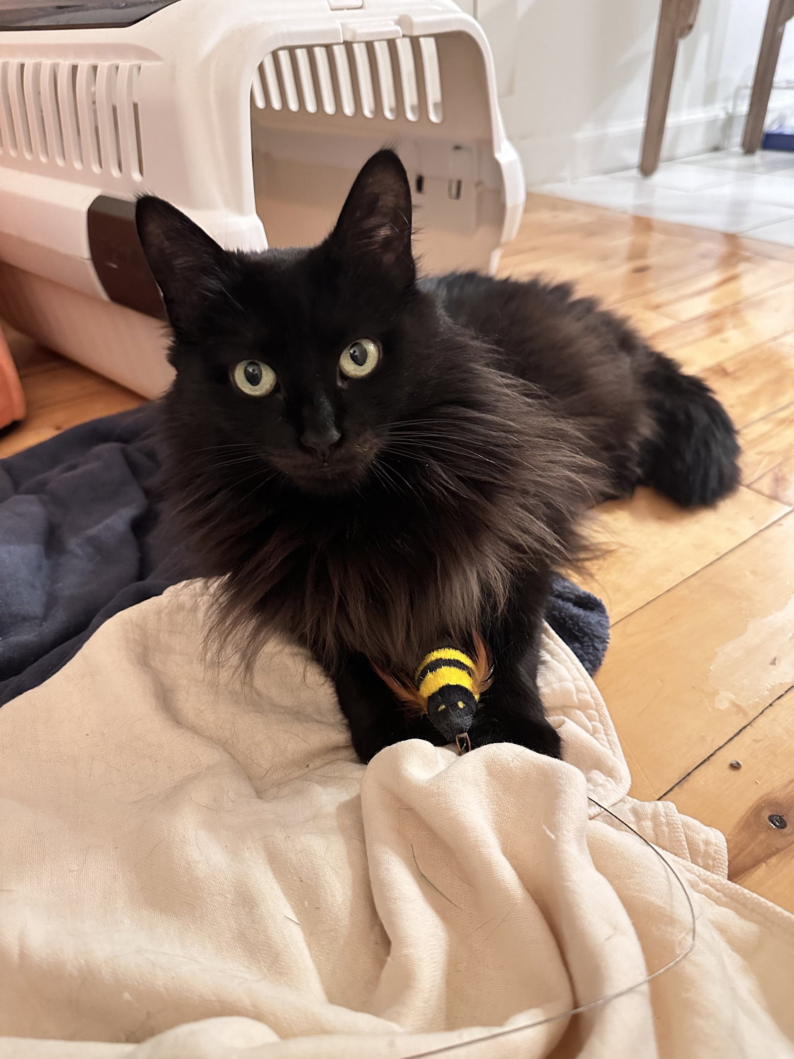 Cats for Adoption in Hamilton Square, New Jersey | Alpha Paw