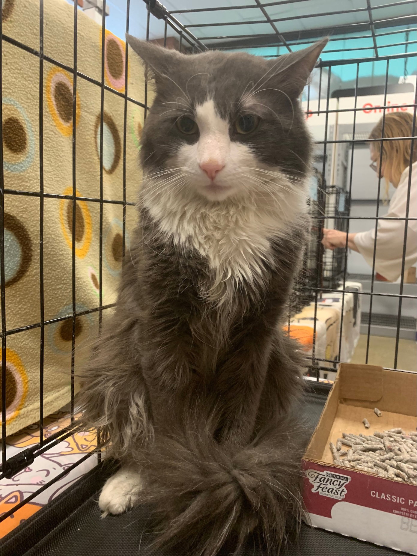 Cats for Adoption in Cos Cob, Connecticut | Alpha Paw