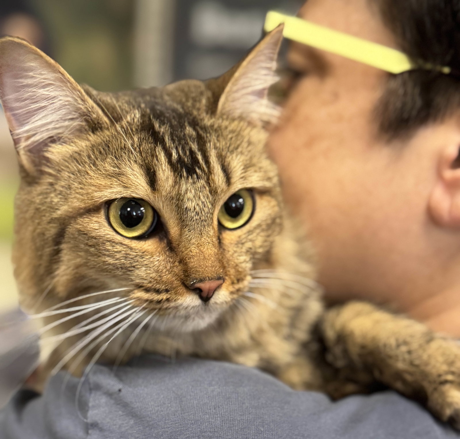 Cats for Adoption in Queens, New York | Alpha Paw