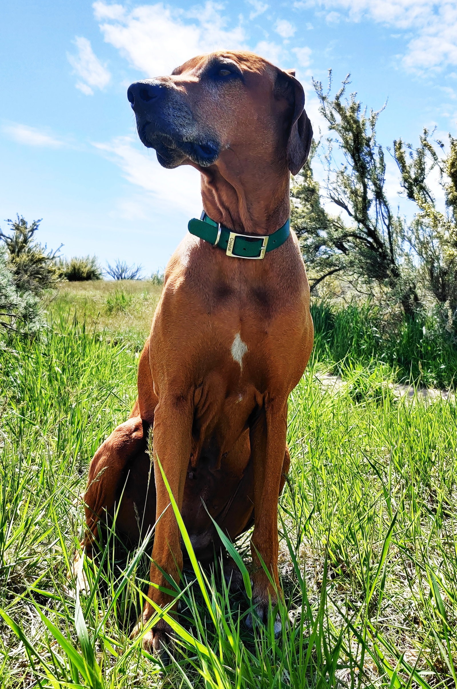 Dog for Adoption - Jemma, a Rhodesian Ridgeback in Ontario, OR | Alpha Paw