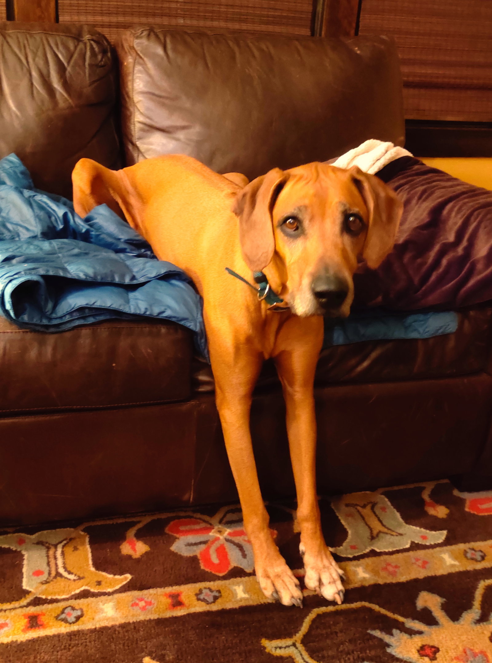 Dog for Adoption - Jemma, a Rhodesian Ridgeback in Ontario, OR | Alpha Paw