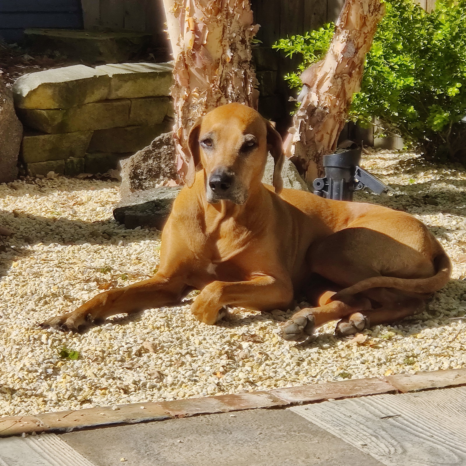 Dog for Adoption - Jemma, a Rhodesian Ridgeback in Ontario, OR | Alpha Paw