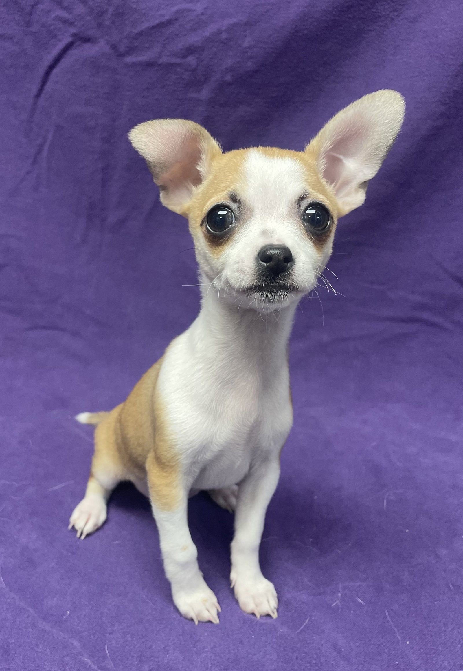 Dog for Adoption - Jessie & Amy, a Chihuahua in Wenonah, NJ | Alpha Paw