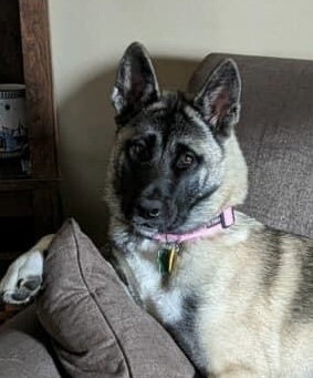 Dog for Adoption - Suki, a Akita in National Park, NJ | Alpha Paw