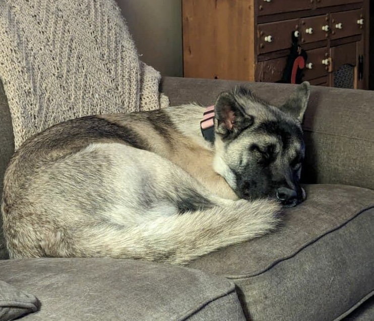 Dog for Adoption - Suki, a Akita in National Park, NJ | Alpha Paw