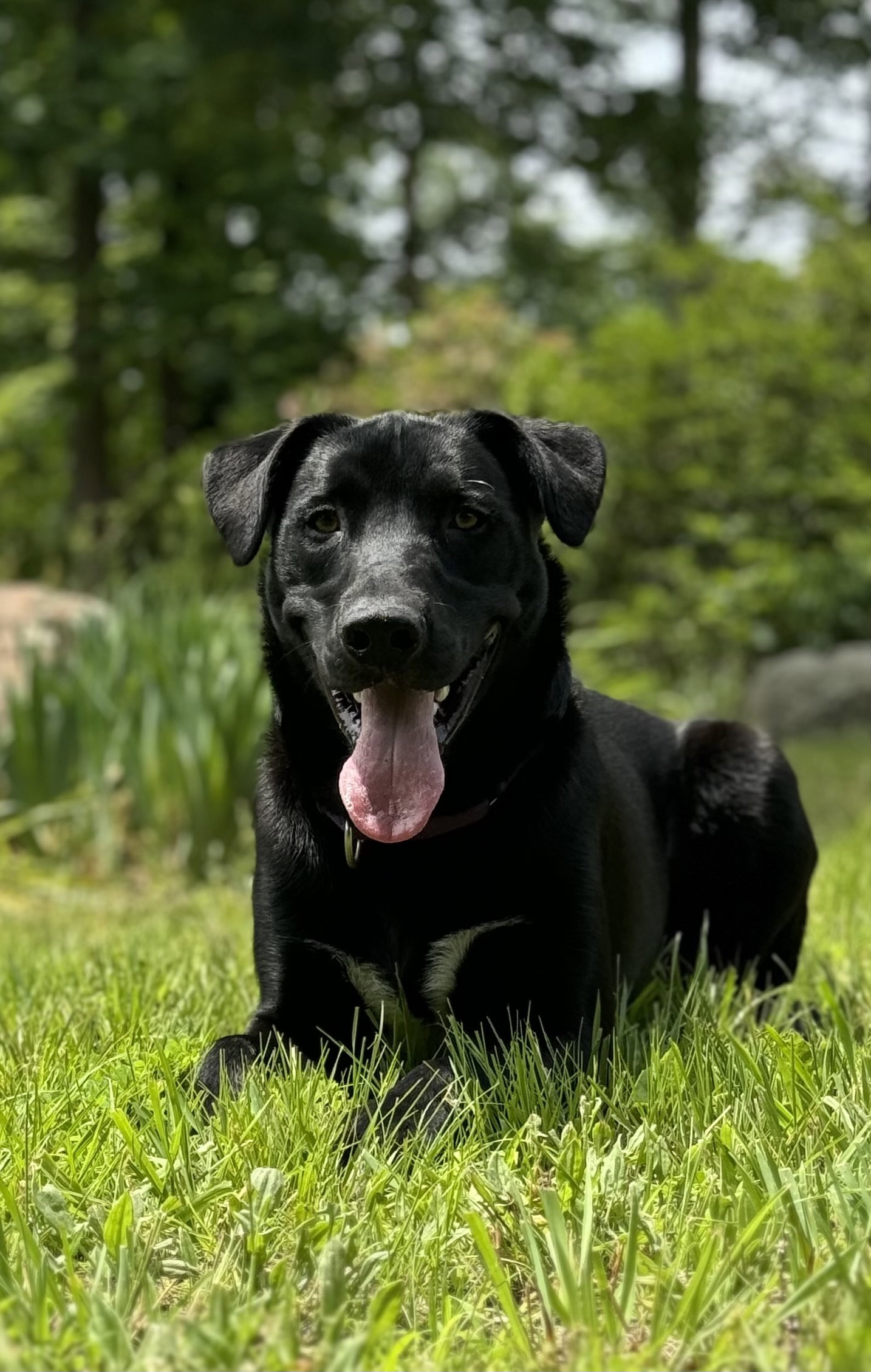 Dog for Adoption - Toby (In Foster), a Border Collie in Audubon, NJ ...