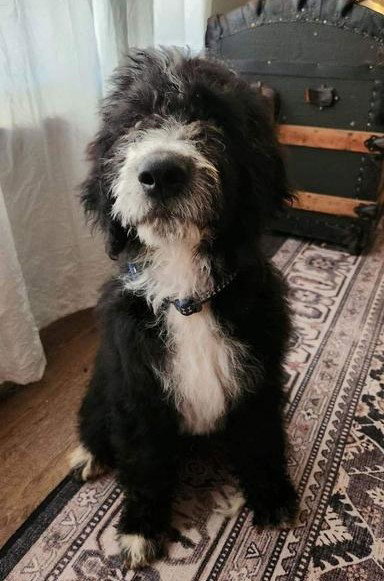 Dog for Adoption - Jesse, a Poodle (Miniature) in New Castle County, DE ...