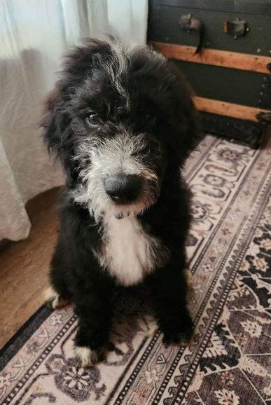 Dog for Adoption - Jesse, a Poodle (Miniature) in New Castle County, DE ...
