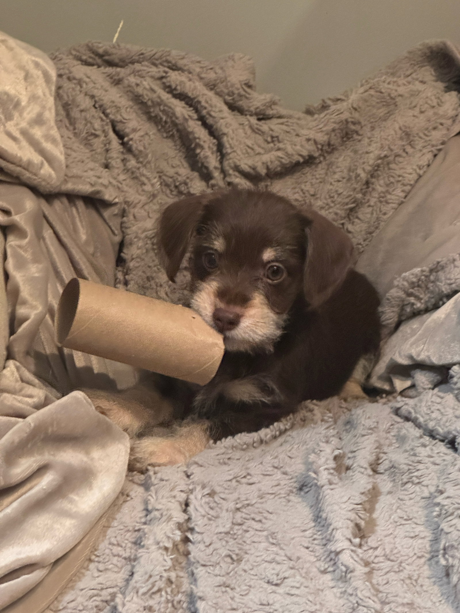 Dog for Adoption - Waylon (in foster), a Yorkshire Terrier Yorkie in ...