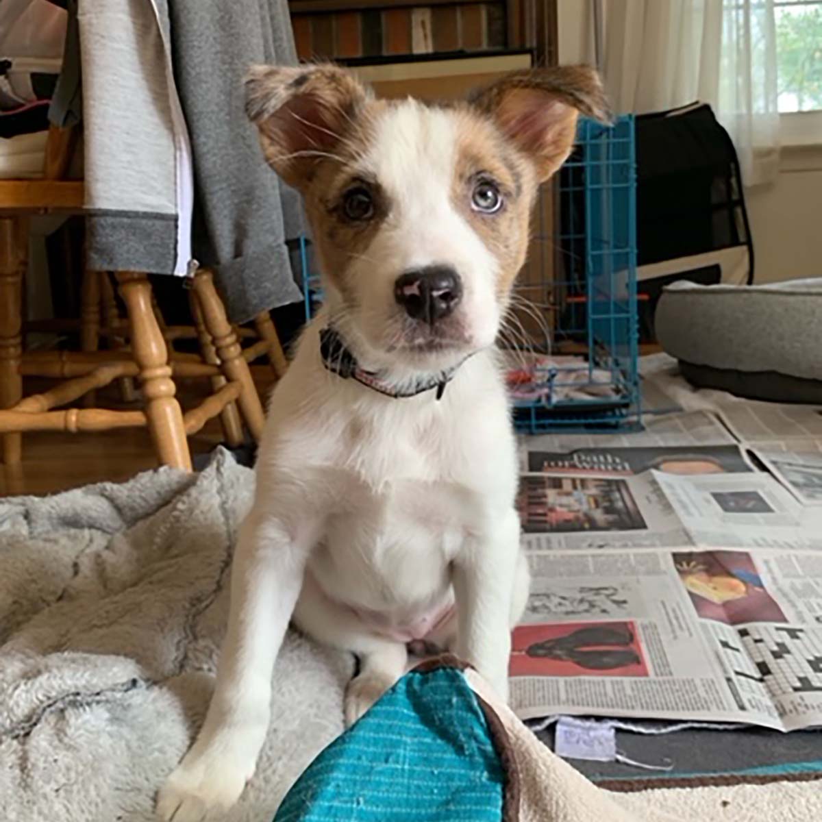 Dog for Adoption - Dixie Belle, a Australian Shepherd in Glenarden, MD ...