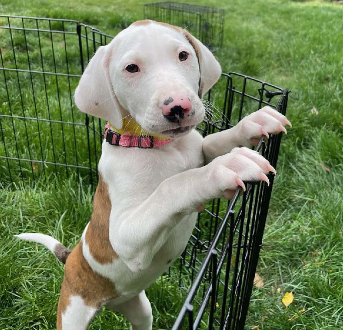 Dog for Adoption - Singers Loretta, a Labrador Retriever in Fairfax ...