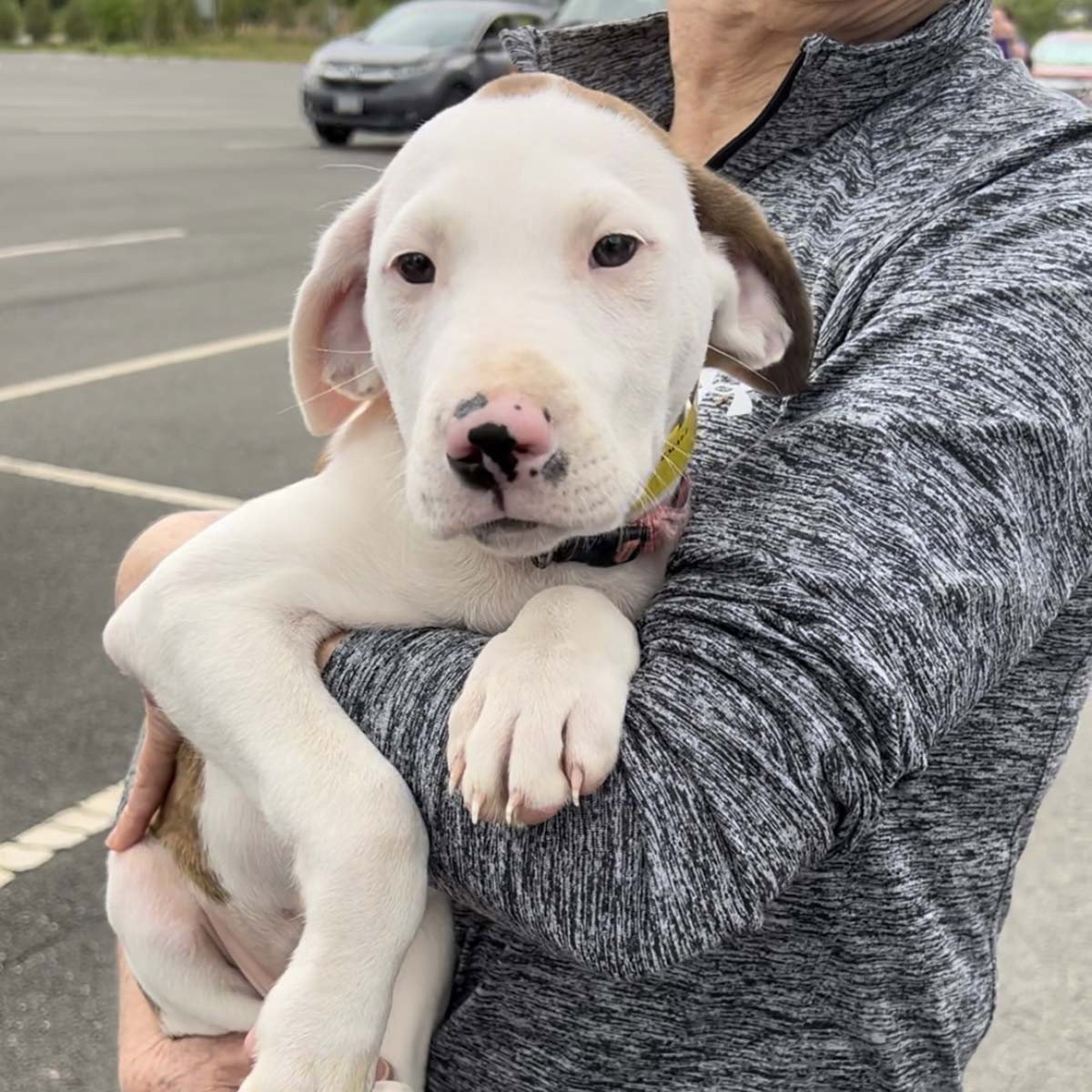Dog for Adoption - Singers Loretta, a Labrador Retriever in Fairfax ...