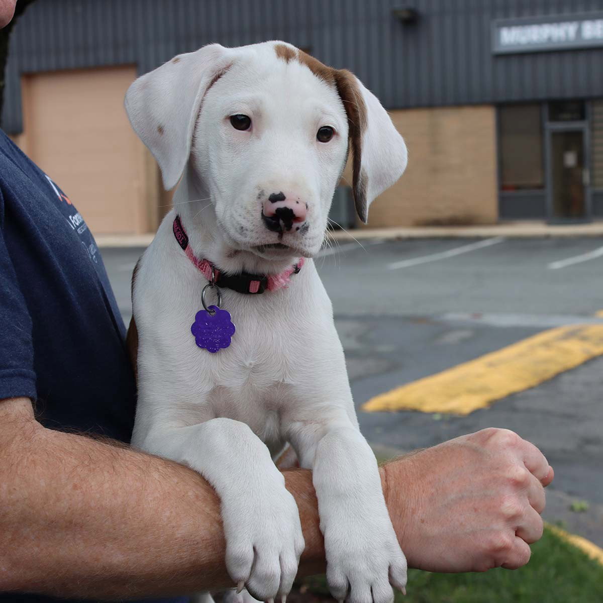 Dog for Adoption - Singers Loretta, a Labrador Retriever in Fairfax ...