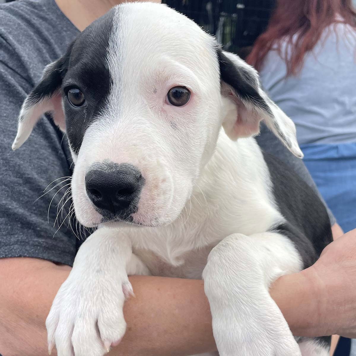 Dog for Adoption - Sweetie's Patches, a Border Collie in Marlboro ...