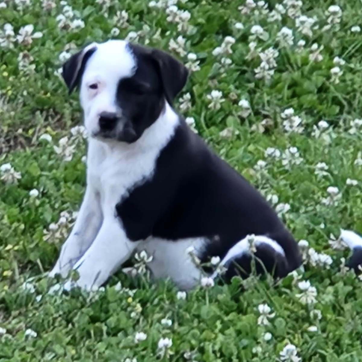 Dog for Adoption - Sweetie's Patti, a Border Collie in Marlboro Meadows ...