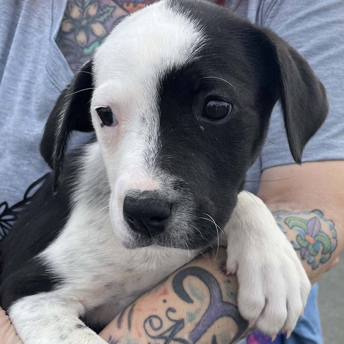 Dog for Adoption - Sweetie's Patti, a Border Collie in Frederick, MD ...