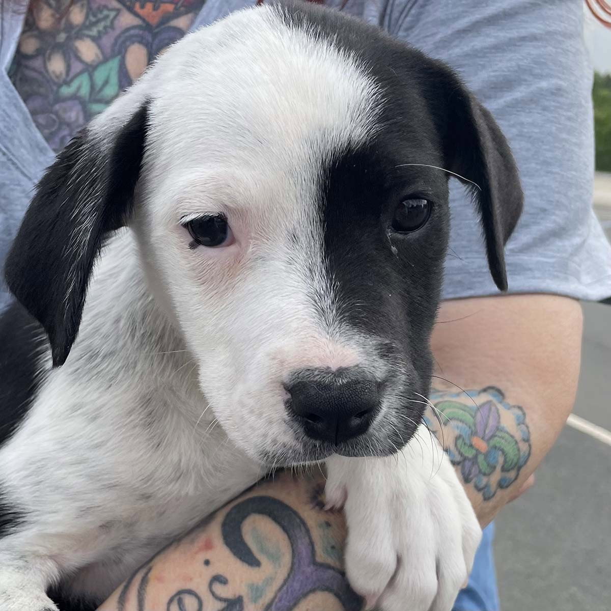 Dog for Adoption - Sweetie's Patti, a Border Collie in Frederick, MD ...