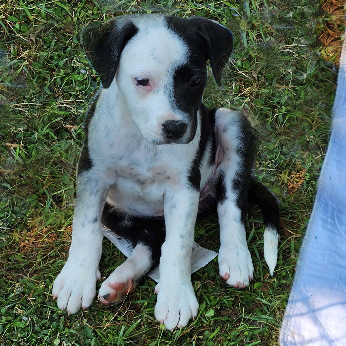 Dog for Adoption - Sweetie's Patti, a Border Collie in Frederick, MD ...
