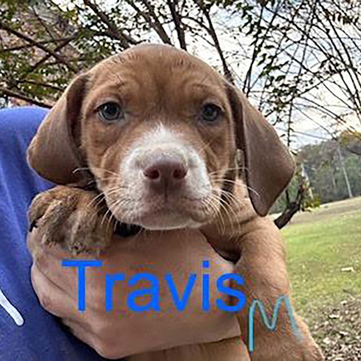 Dog for Adoption - Cooper Lake Travis, a Hound in King George, VA ...