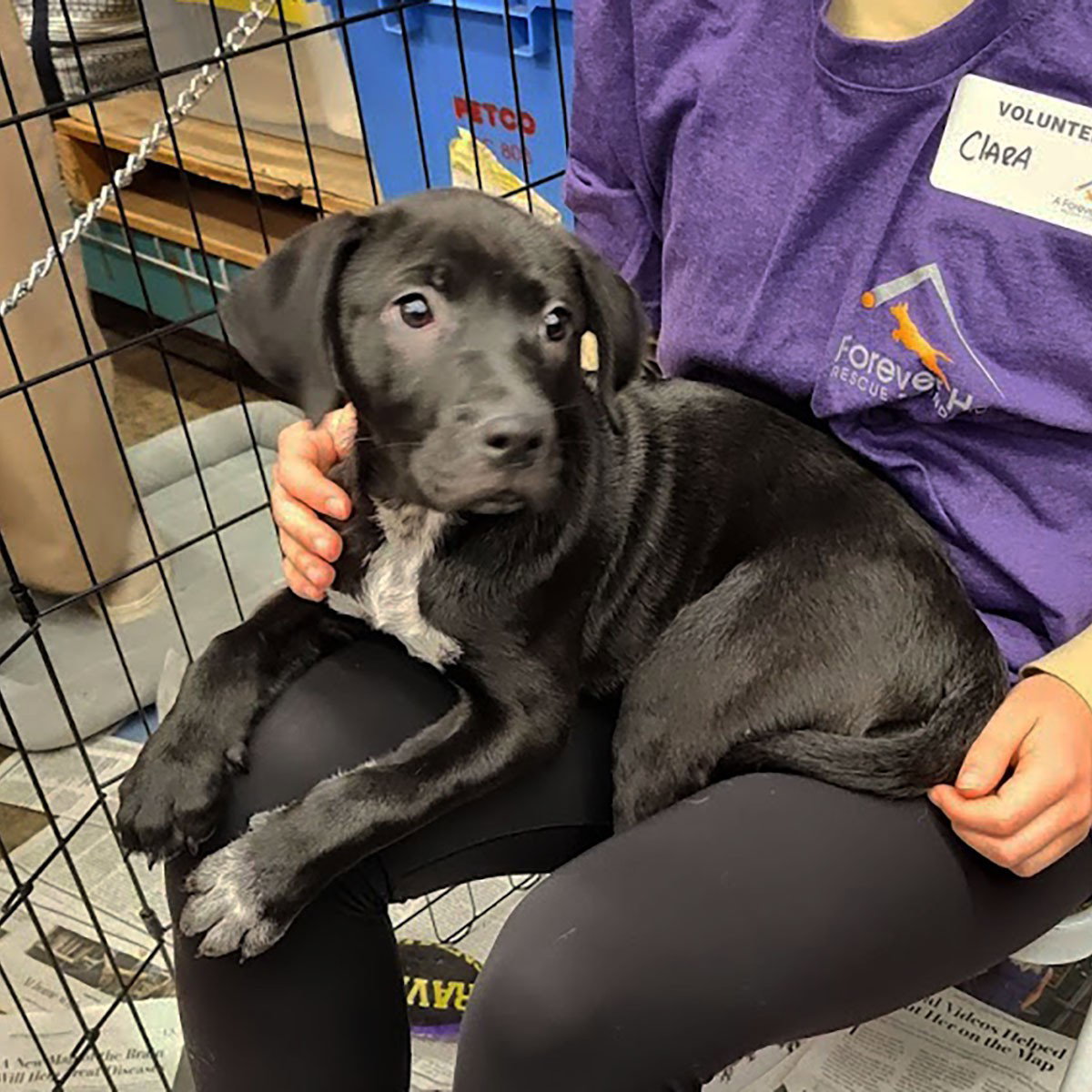 Dog for Adoption - Tay Tay, a Labrador Retriever in Marlboro Meadows ...