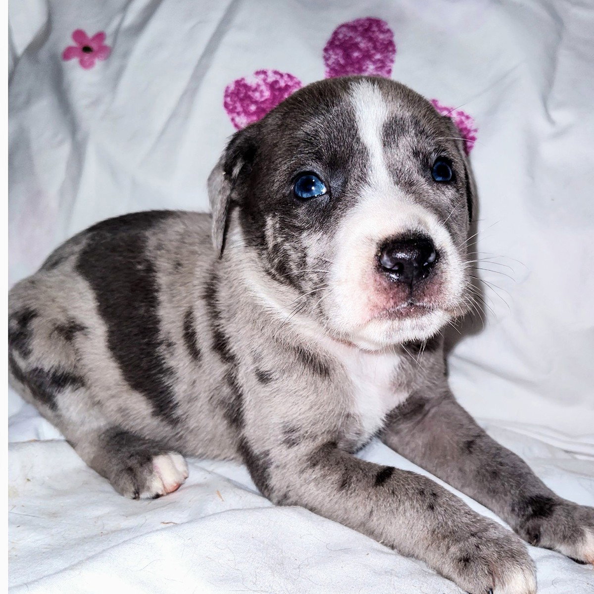 Dog for Adoption - Kaye's Alexander, a Catahoula Leopard Dog in ...