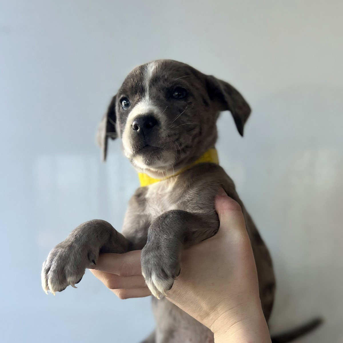 Dog for Adoption - Kaye's Alexander, a Catahoula Leopard Dog in ...