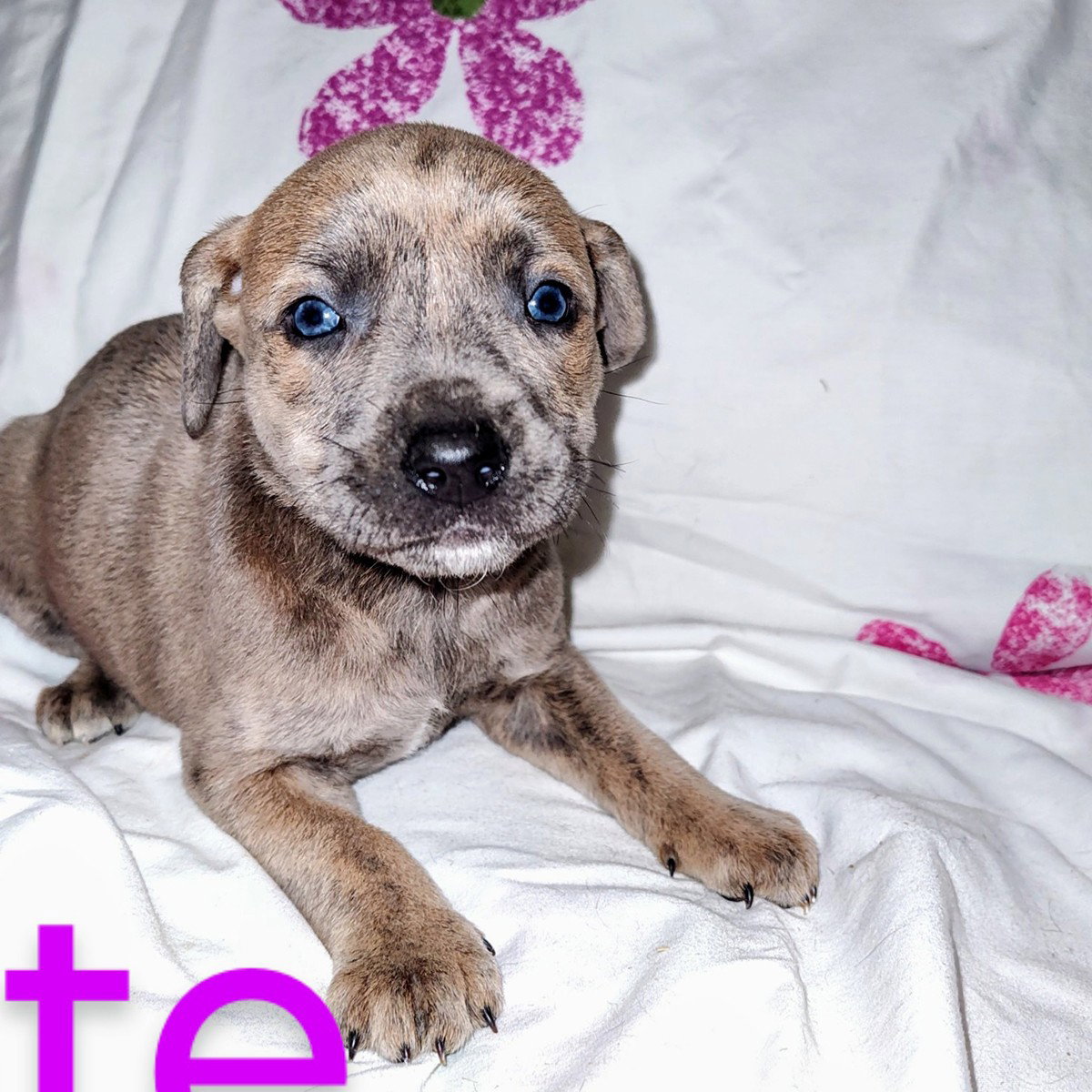 Dog for Adoption - Kay's Kate, a Catahoula Leopard Dog in Stafford, VA ...