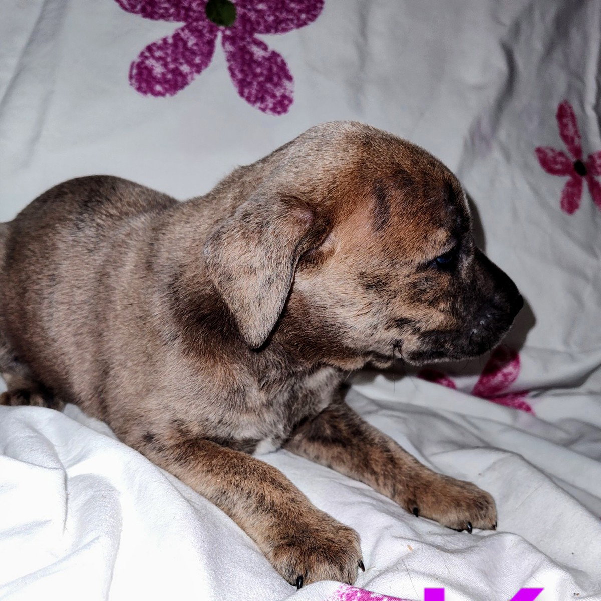 Dog for Adoption - Kay's Kate, a Catahoula Leopard Dog in Stafford, VA ...